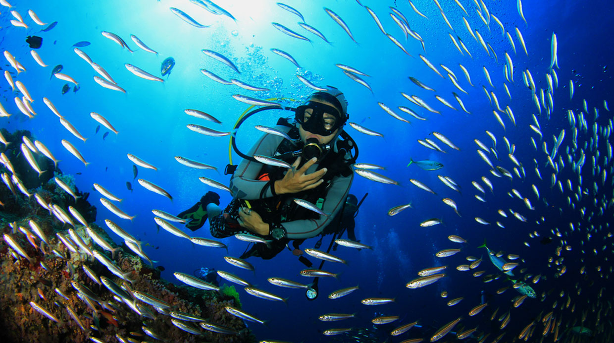 Centros de Buceo en Los Roques - Arrecife Diver's - Escuelas de Buceo ...